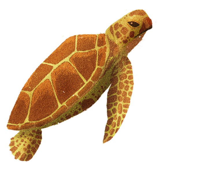 Rachel G. Jordan | Christian Marine Biologist – Storyteller. Marine ...